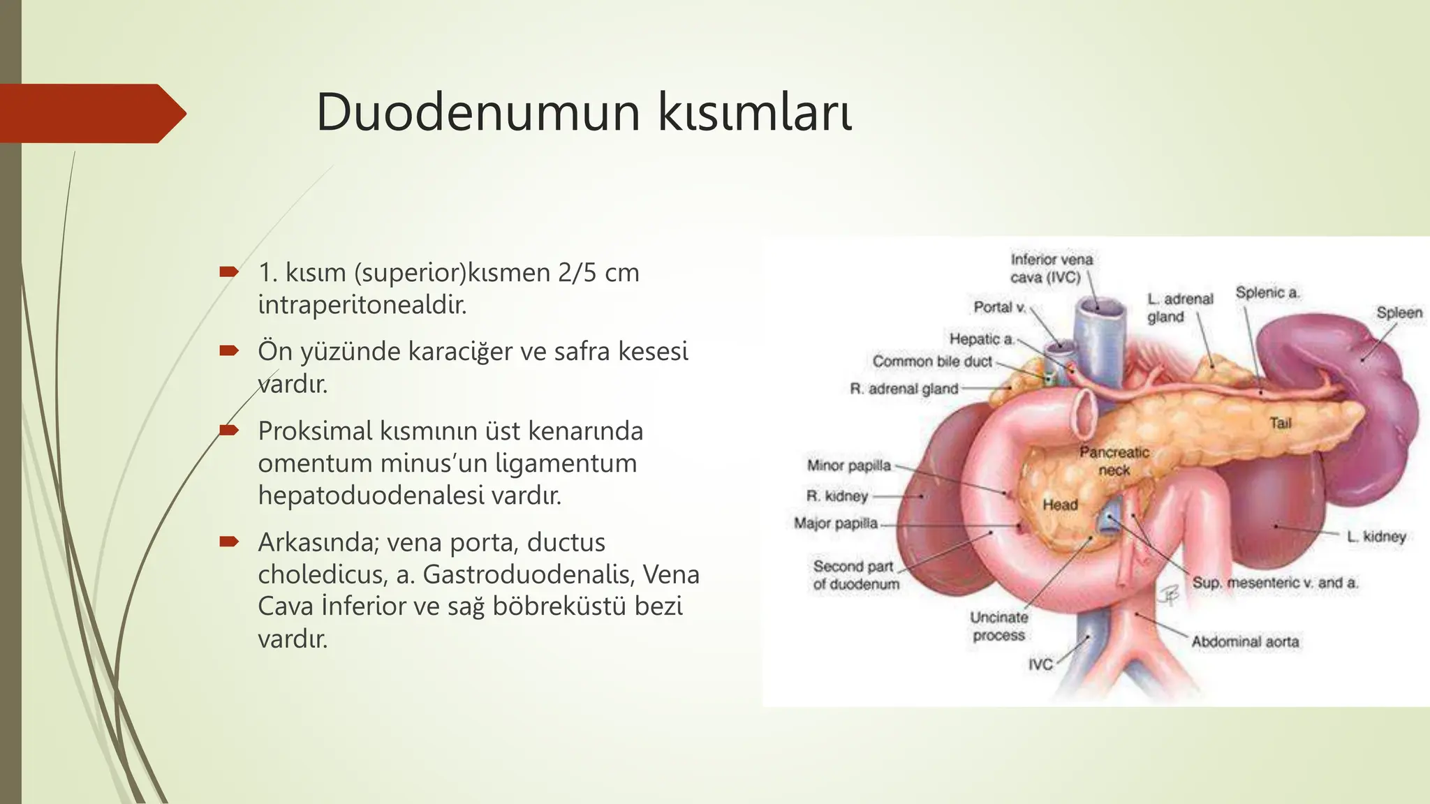 3-3-mide-barsak.pptx