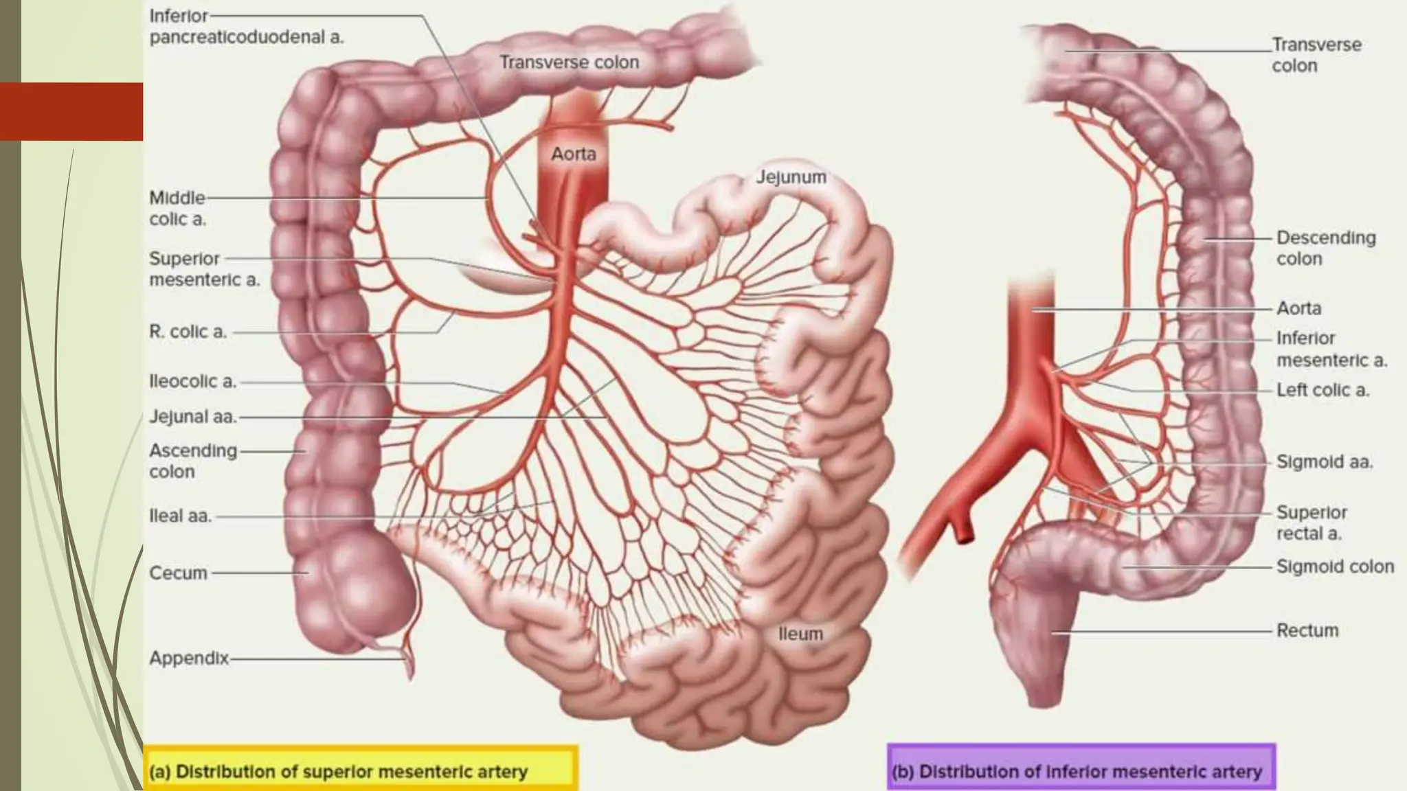 3-3-mide-barsak.pptx