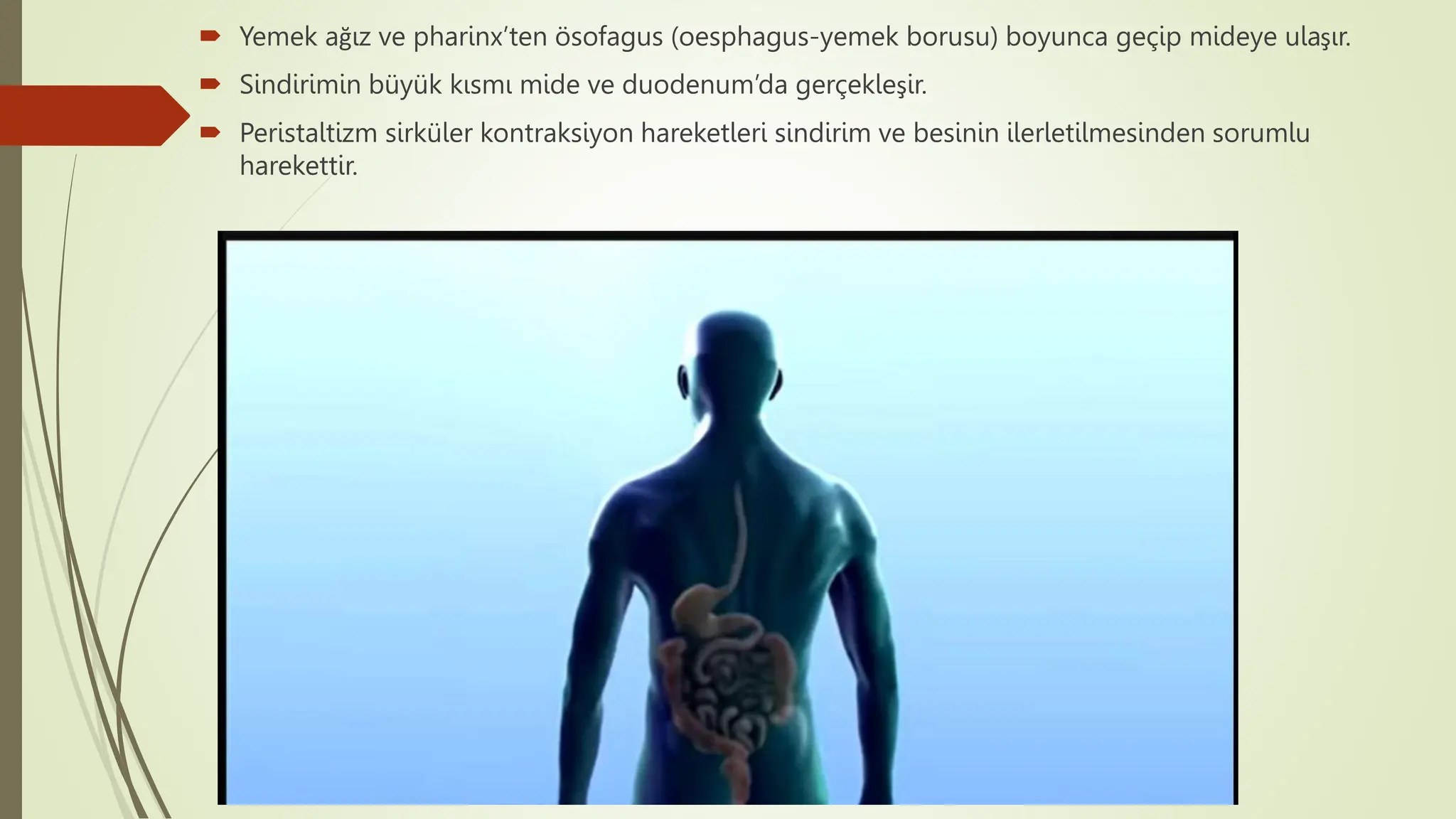 3-3-mide-barsak.pptx