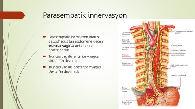 3-3-mide-barsak.pptx