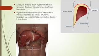 3-3-mide-barsak.pptx