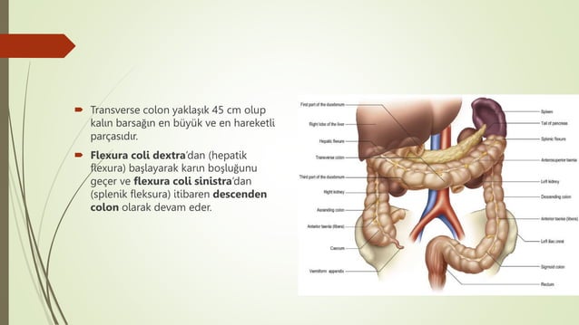 3-3-mide-barsak.pptx