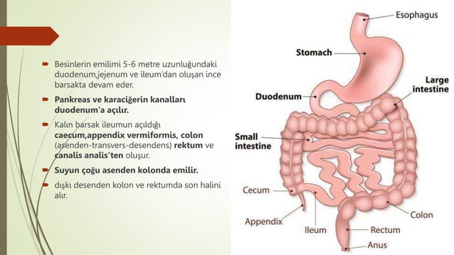 3-3-mide-barsak.pptx