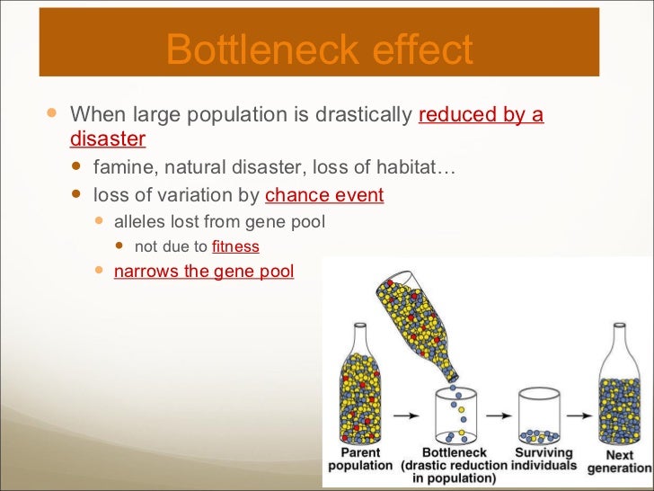 Bottleneck Effect Definition Example Video Lesson
