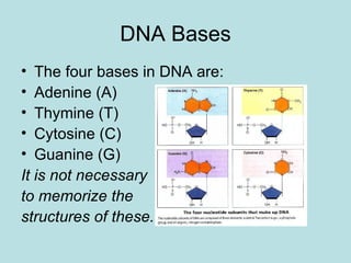 DNA structure | PPT