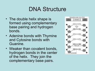 DNA structure | PPT