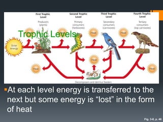 3 3 energy in ecosystems | PPTX