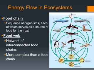 3 3 energy in ecosystems | PPTX