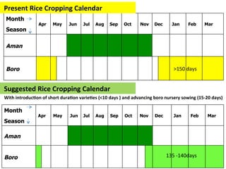 Optimising irrigation requirements of boro rice through timely sowing ...