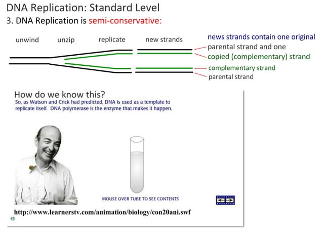 3.4 & 7.2 DNA Replication | PDF