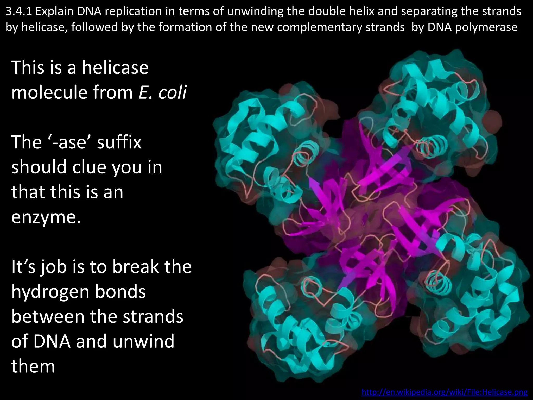 IB Biology Core 3.4: DNA Replication | PPTX | Chemistry | Science