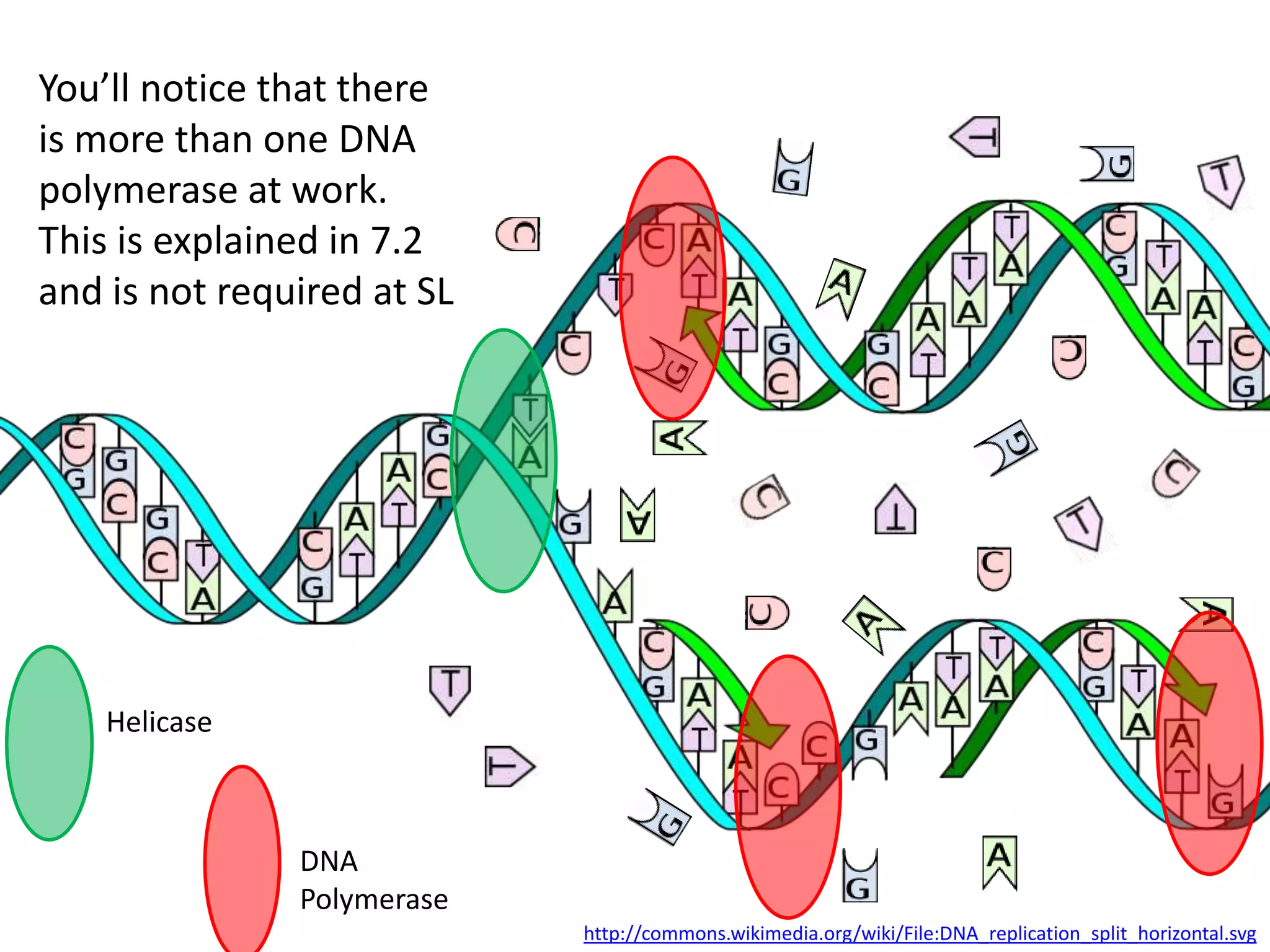 IB Biology Core 3.4: DNA Replication | PPTX