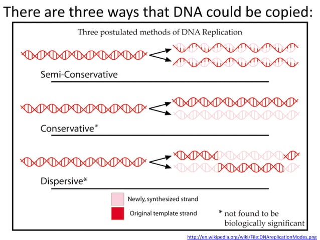 IB Biology Core 3.4: DNA Replication | PPTX | Chemistry | Science