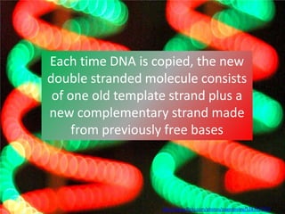 IB Biology Core 3.4: DNA Replication | PPTX | Chemistry | Science