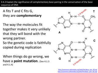IB Biology Core 3.4: DNA Replication | PPTX | Chemistry | Science