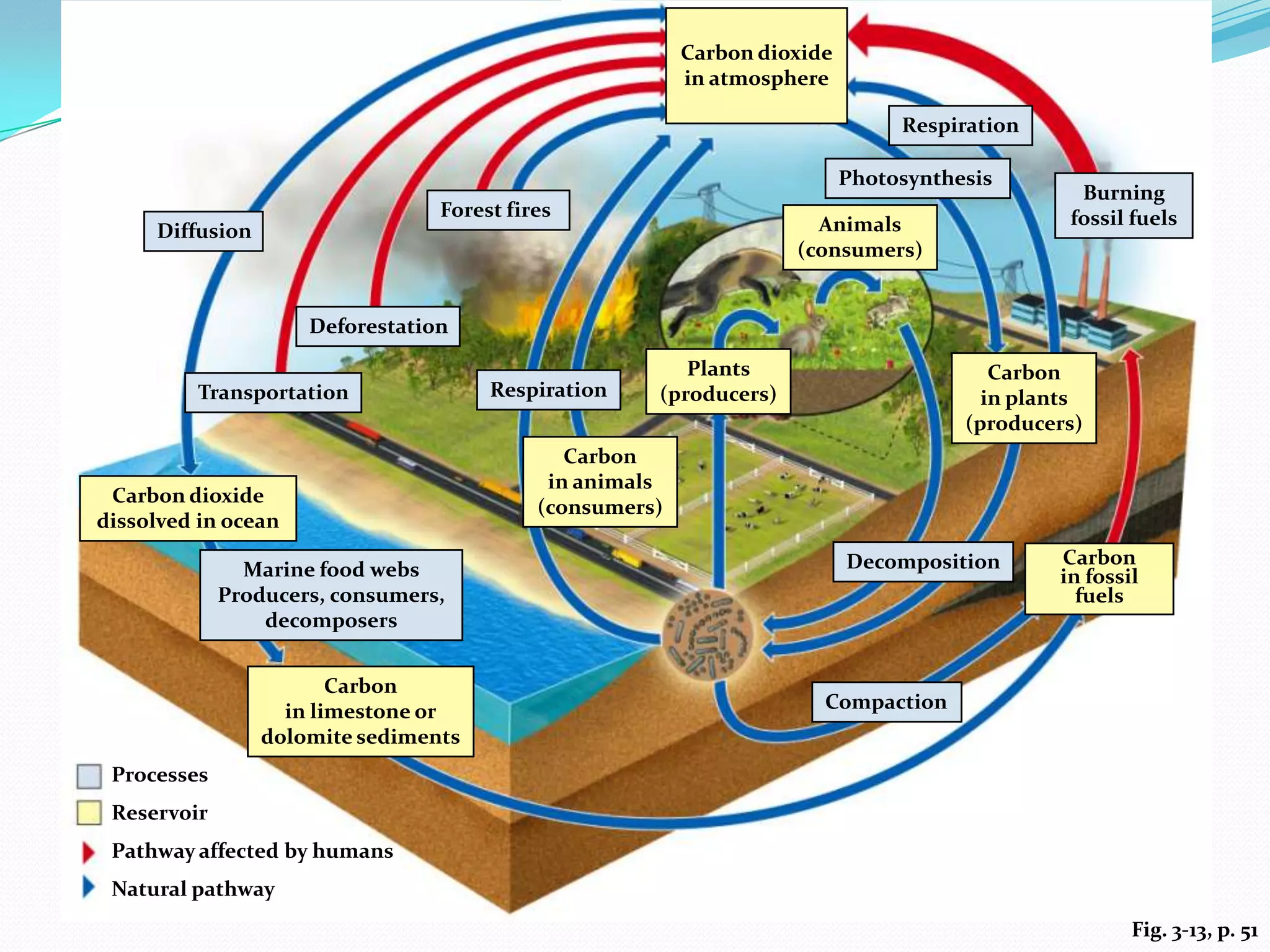3 4 ecosystem cycles | PPTX