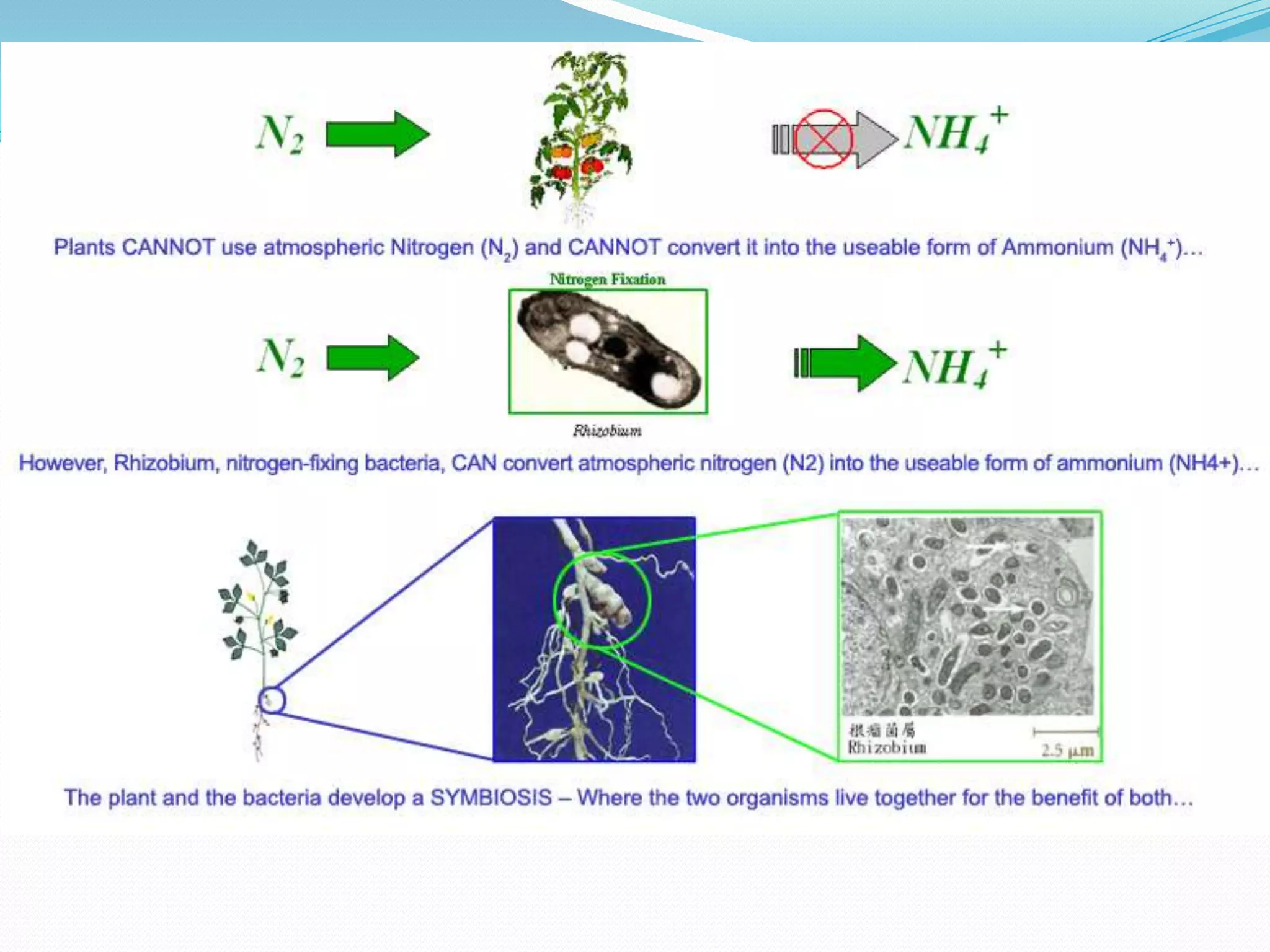 3 4 ecosystem cycles | PPTX