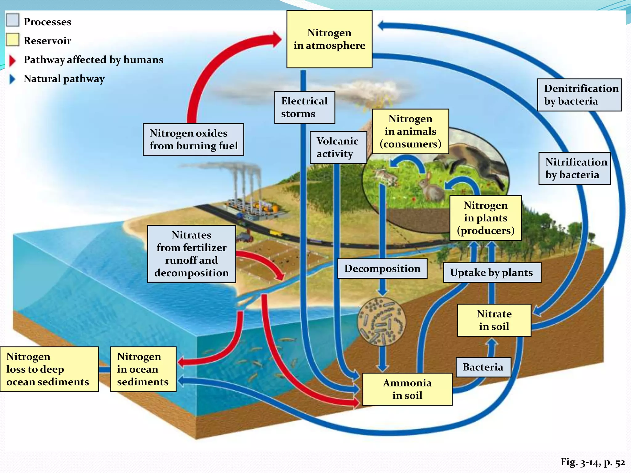 3 4 ecosystem cycles | PPTX