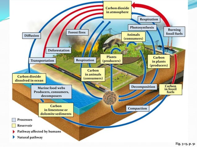 3 4 ecosystem cycles | PPTX
