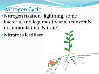 3 4 ecosystem cycles | PPTX