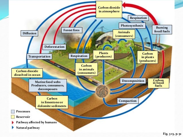3 4 ecosystem cycles
