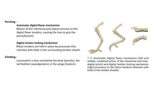 3 -4 Locomotion and gait.pdf