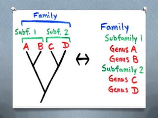 3.4 phylocode | PPTX