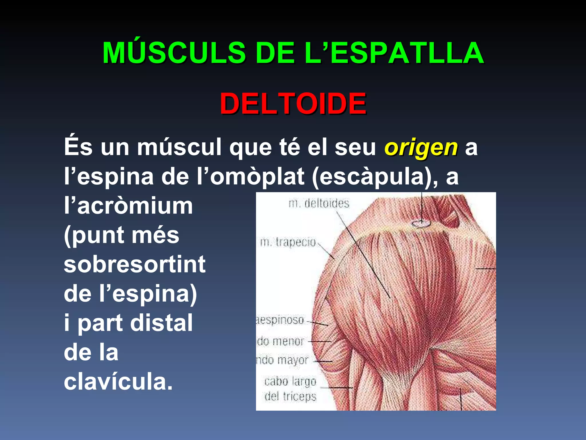 3.5.Sistema Muscular | PPT