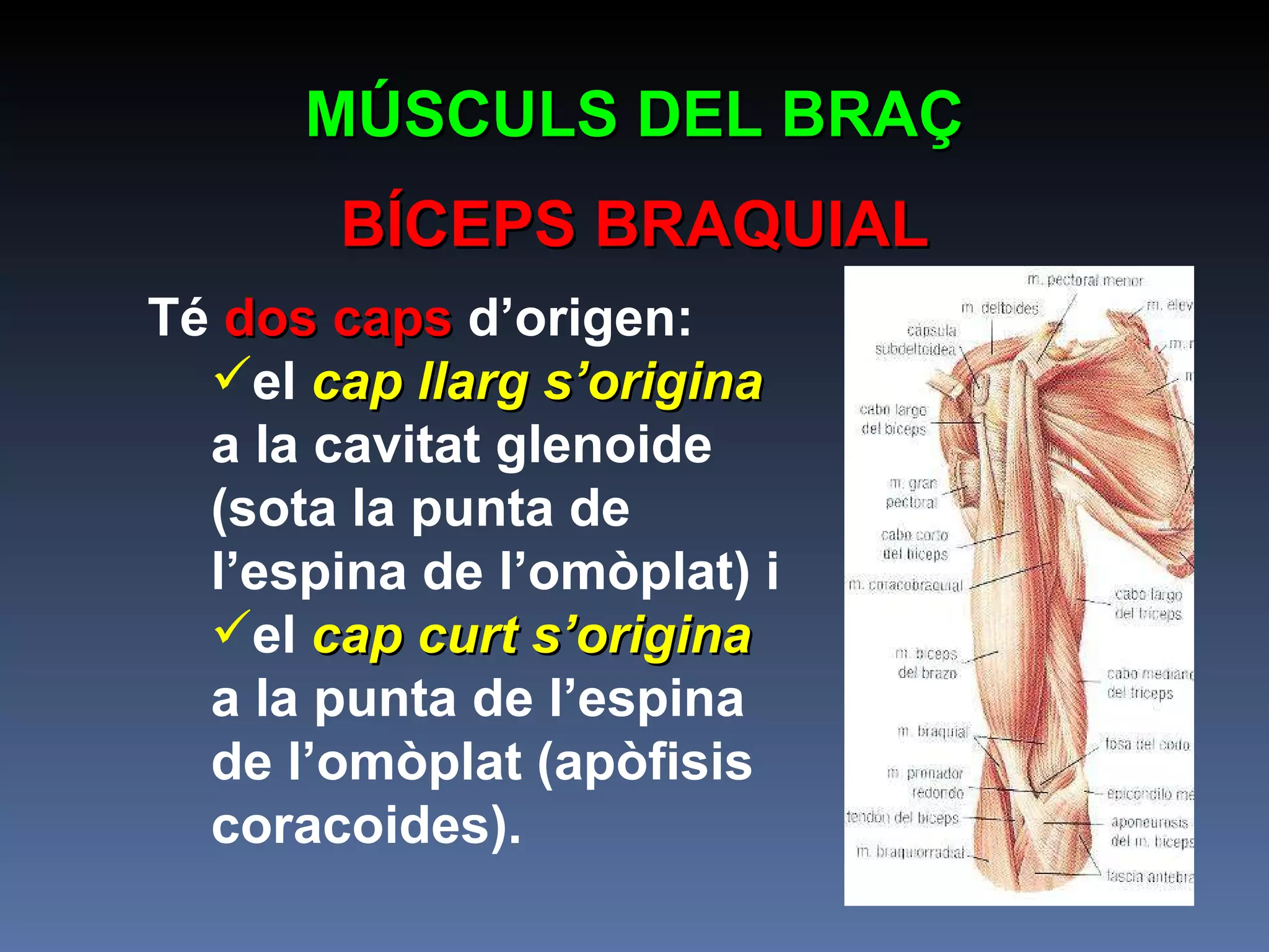 3.5.Sistema Muscular | PPT