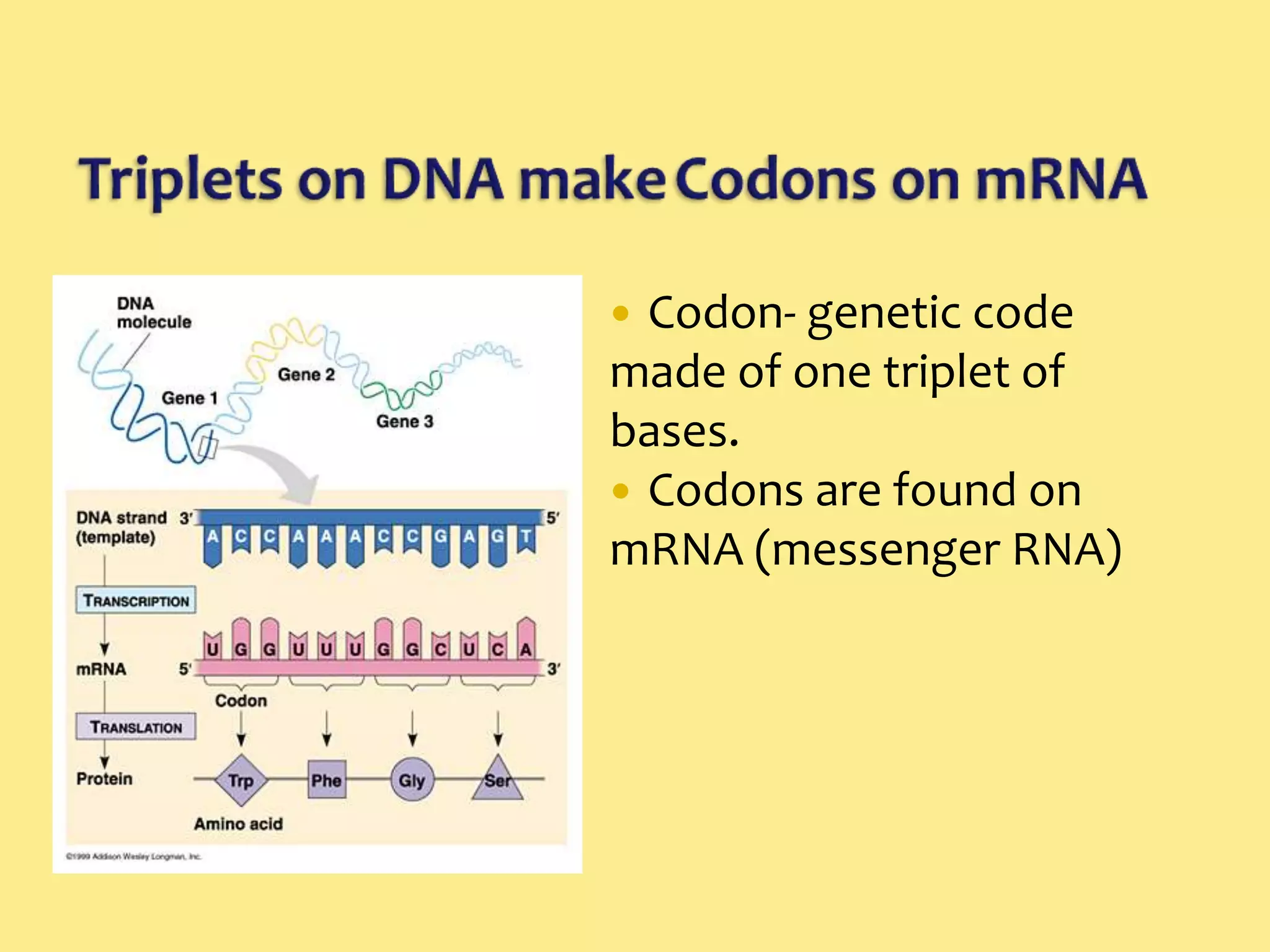 3.5 7.3 Dna Transcription | PPTX