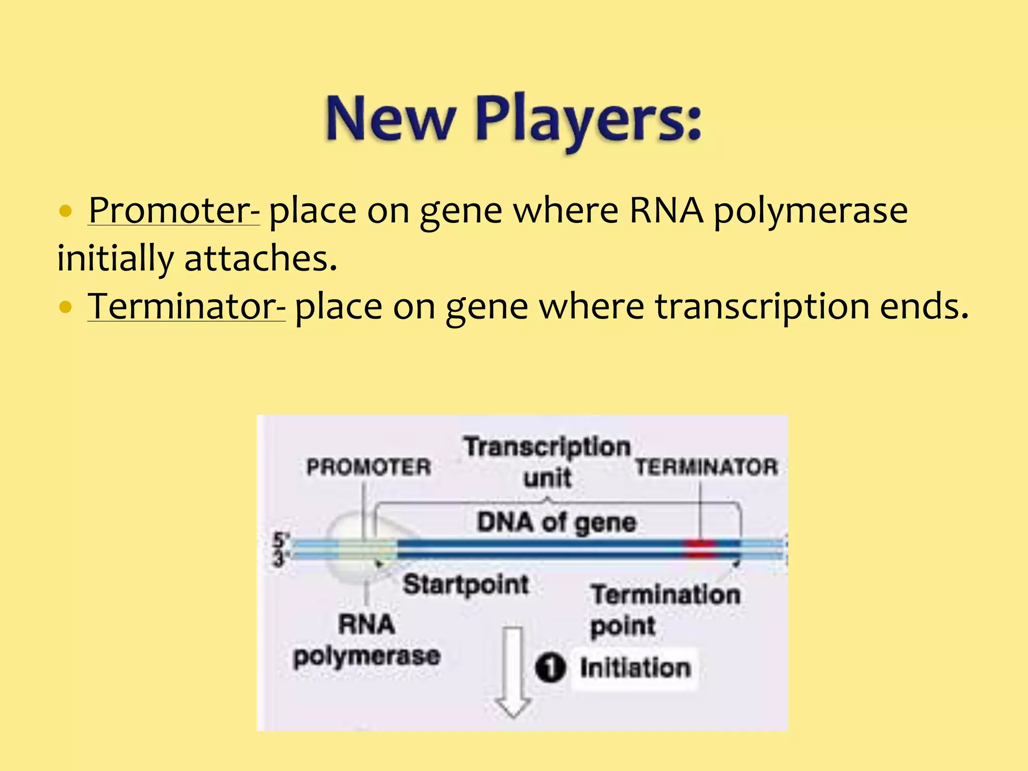 3.5 7.3 Dna Transcription | PPTX