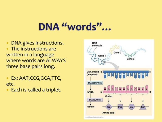 3.5 7.3 Dna Transcription | PPTX | Programming Languages | Computing