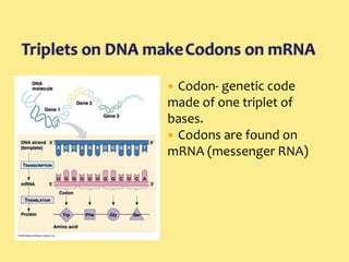 3.5 7.3 Dna Transcription | PPTX
