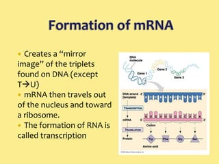 3.5 7.3 Dna Transcription | PPTX