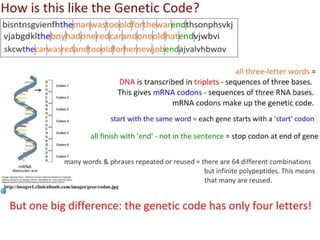 Protein Synthesis: 3.5 Transcription & Translation (SL) | PPTX