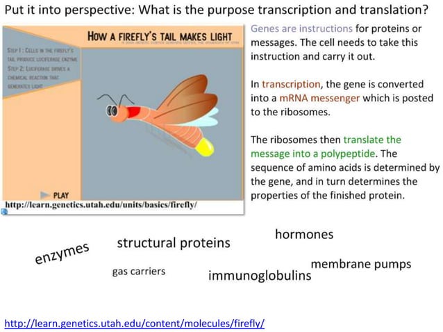 Protein Synthesis: 3.5 Transcription & Translation (SL) | PPT