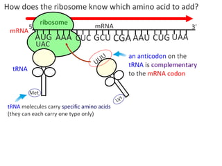 Protein Synthesis: 3.5 Transcription & Translation (SL) | PPTX
