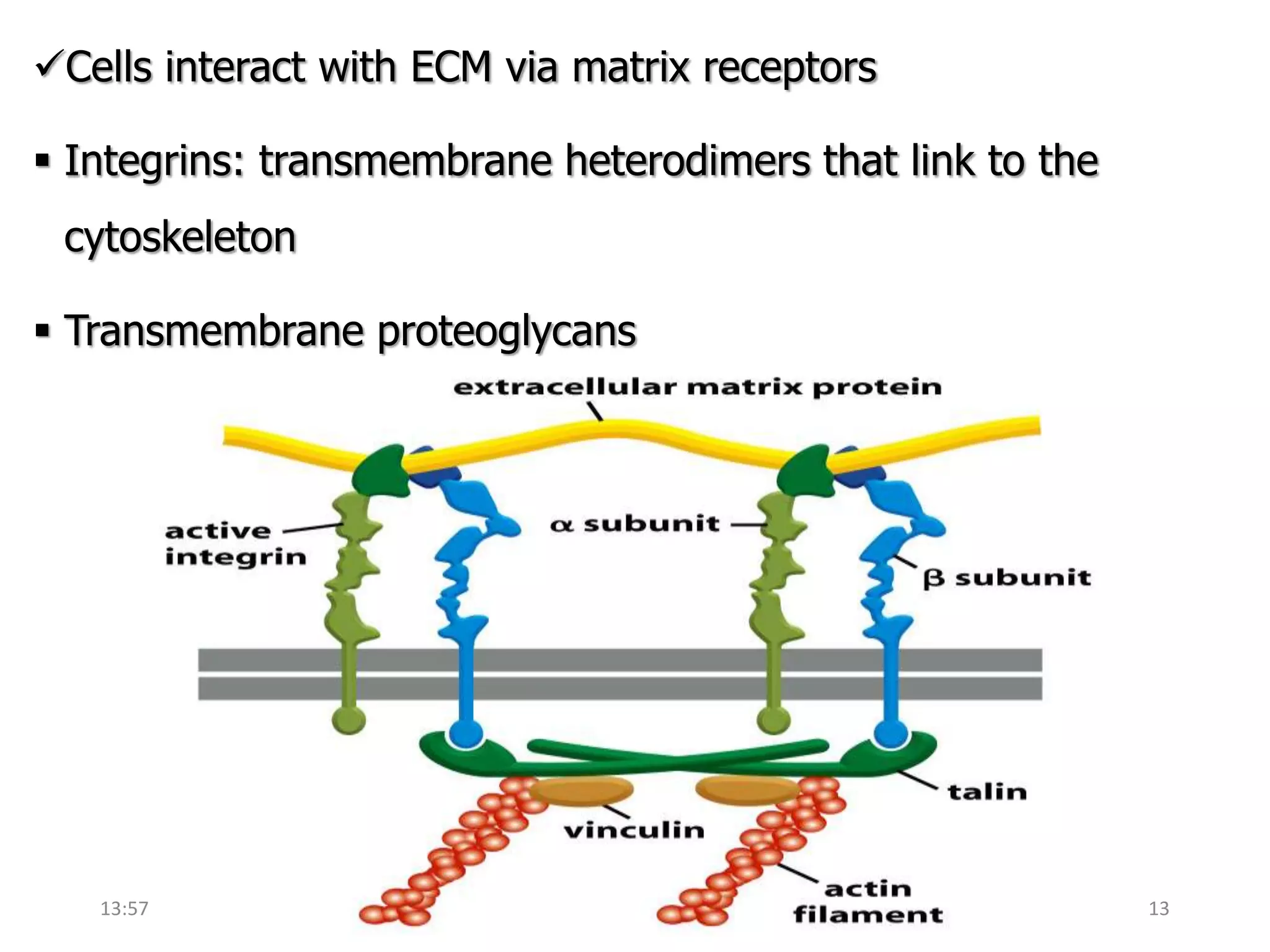 3-8-Extracellular matrix.pptx