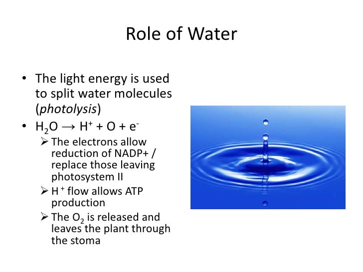 3.8 8.2 Photosynthesis PPT