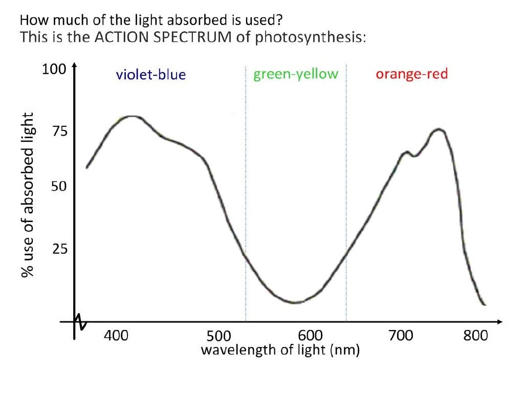 3 8 8 2 Photosynthesis PPT