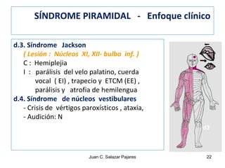 SINDROMES NEUROLÓGICOS - I Sd. PIRAMIDAL - NEURONA MOTORA SUPERIOR | PDF