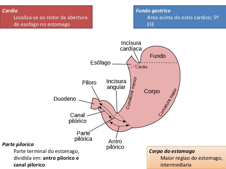 3º Slide Anatomia Geral II