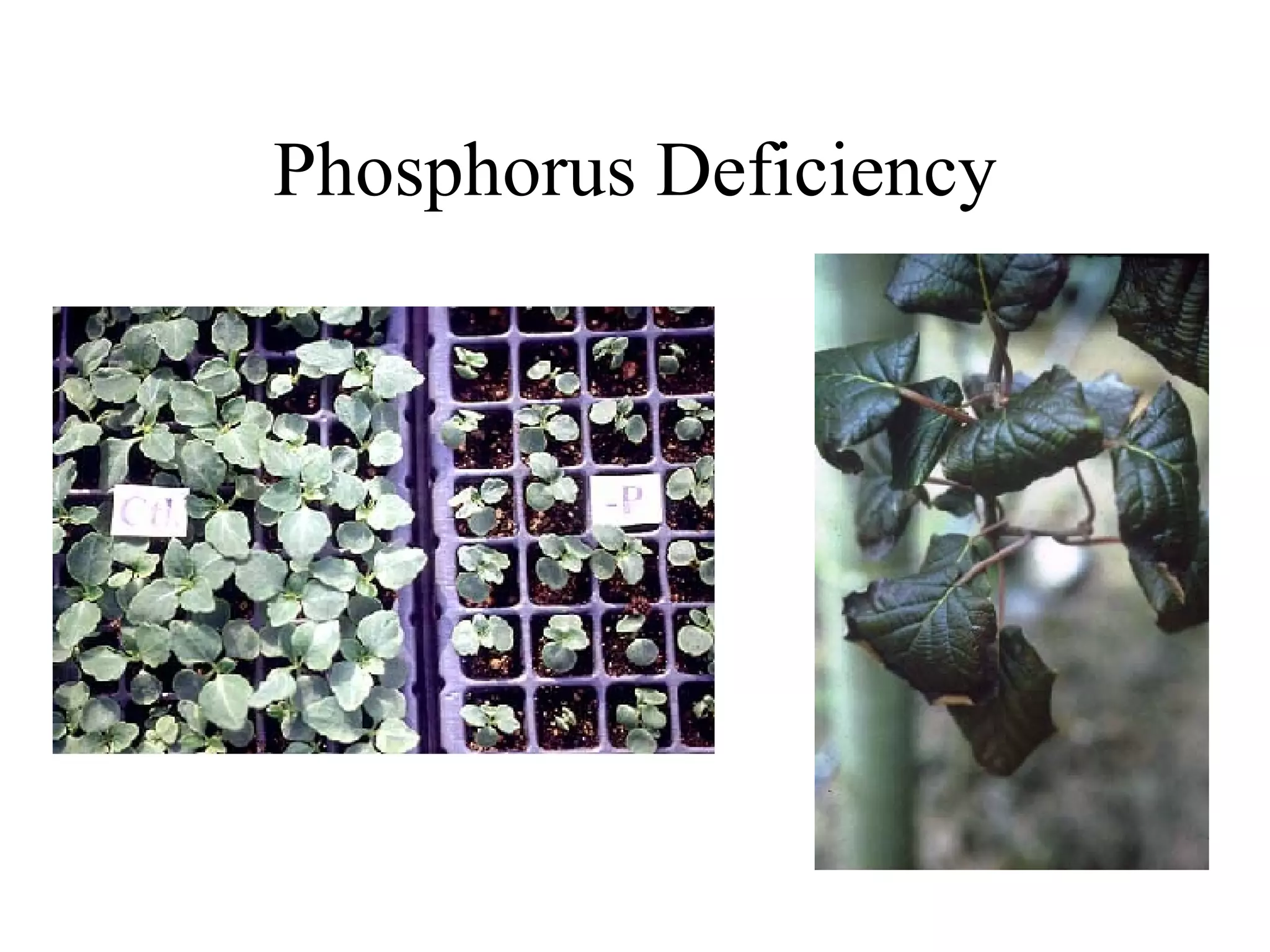 3 Abiotic Diagnosis Nutritional Deficiencies Long | PPT