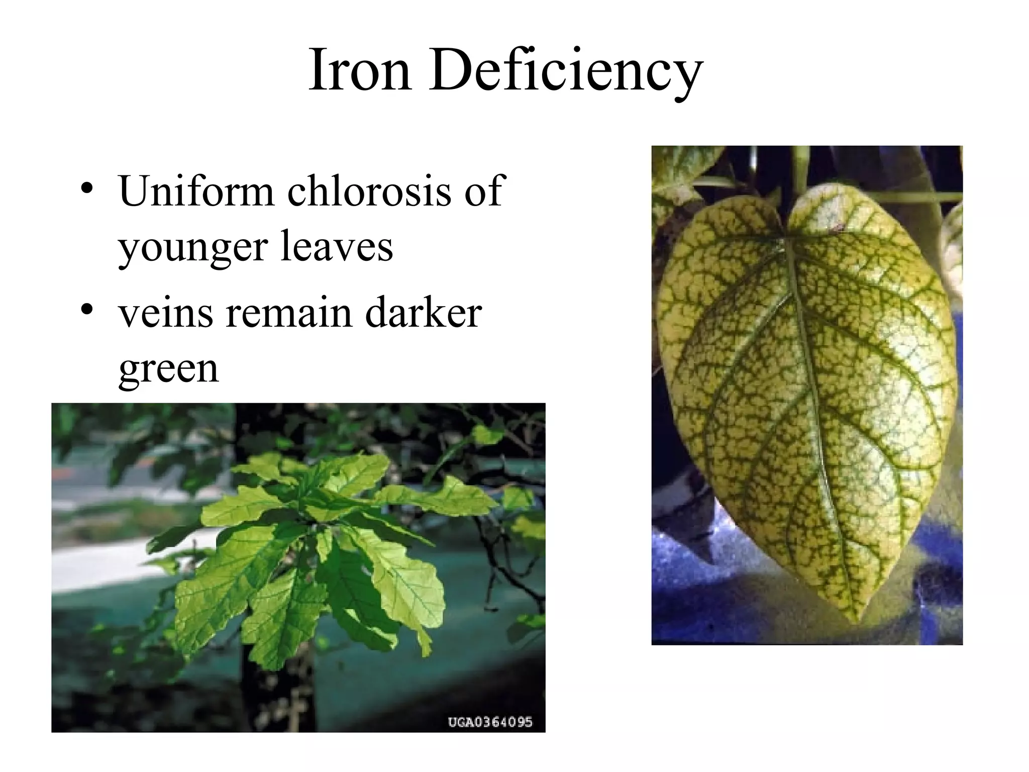 3 Abiotic Diagnosis Nutritional Deficiencies Long | PPT