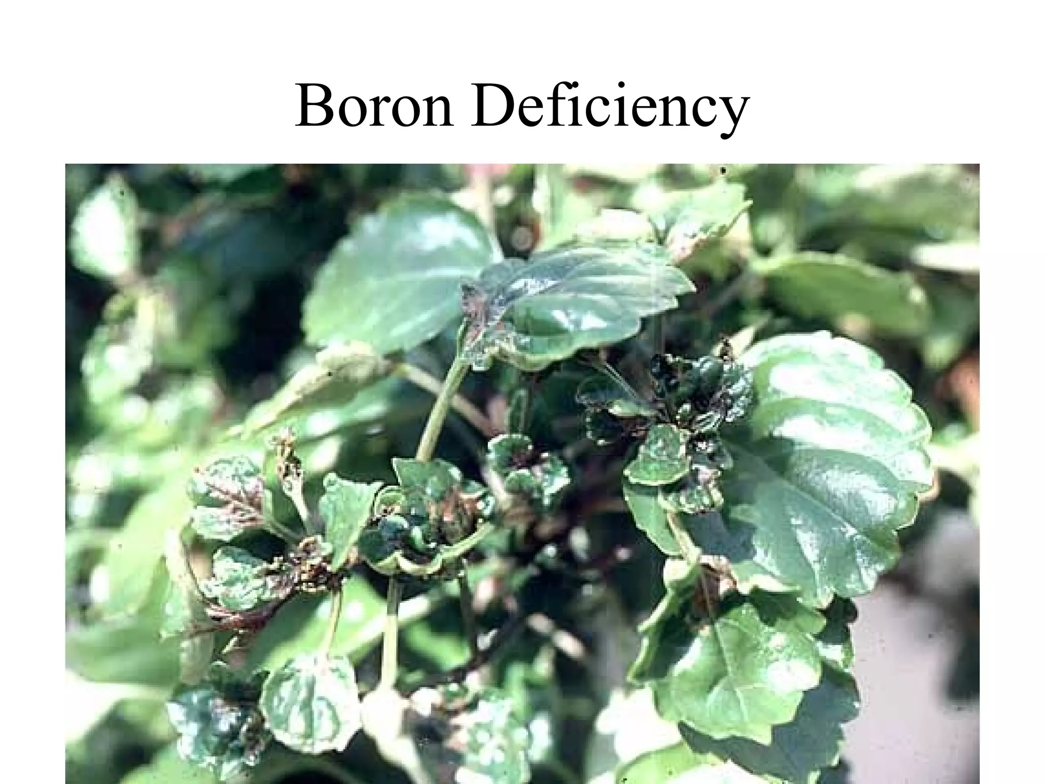 3 Abiotic Diagnosis Nutritional Deficiencies Long | PPT