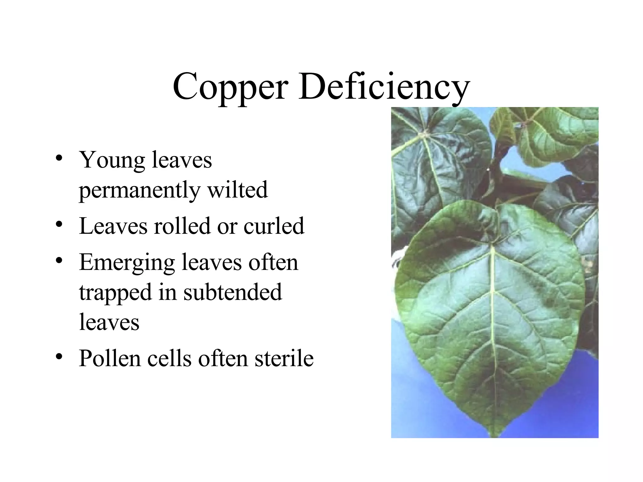 3 Abiotic Diagnosis Nutritional Deficiencies Long | PPT