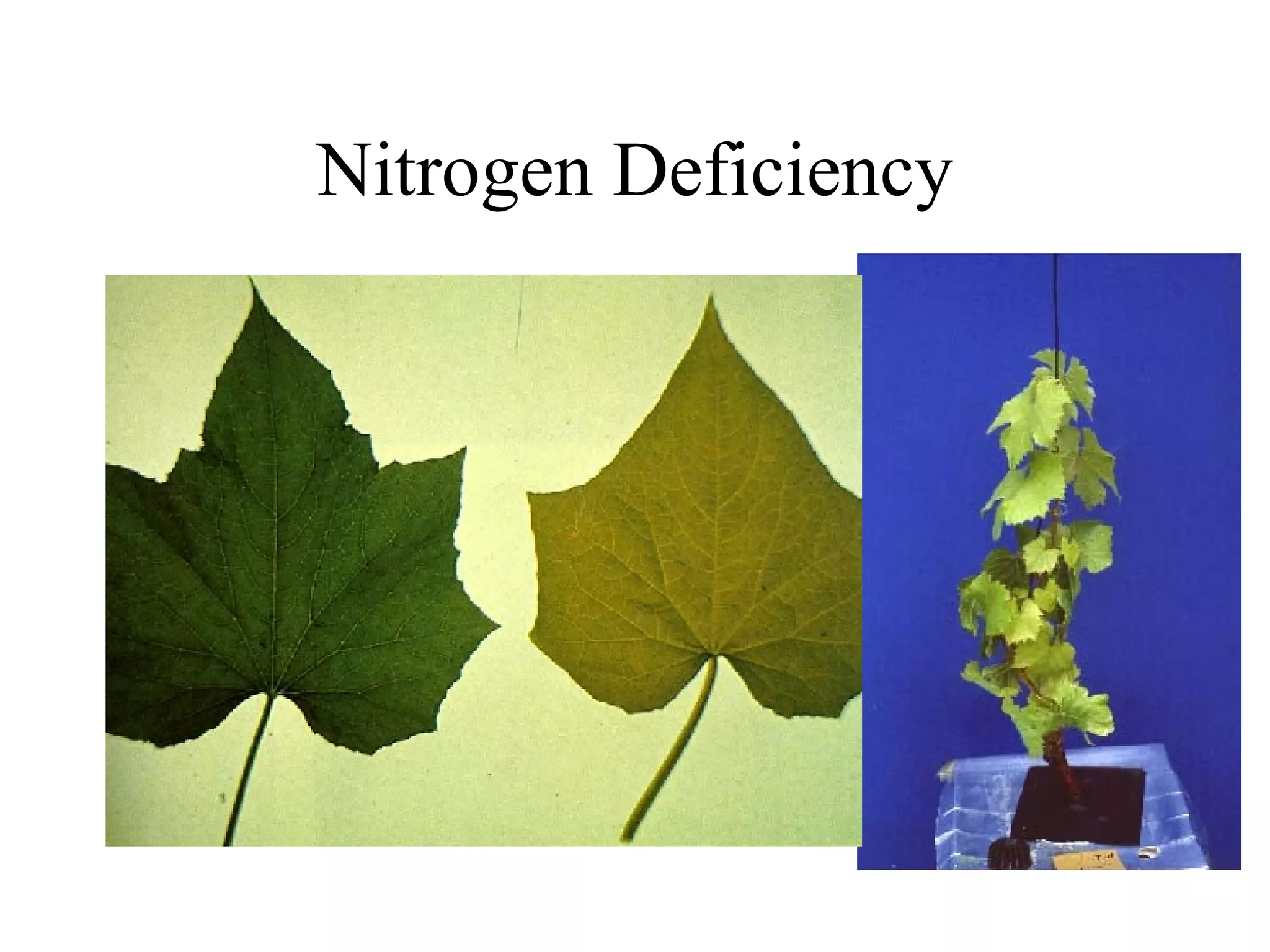 3 Abiotic Diagnosis Nutritional Deficiencies Long | PPT