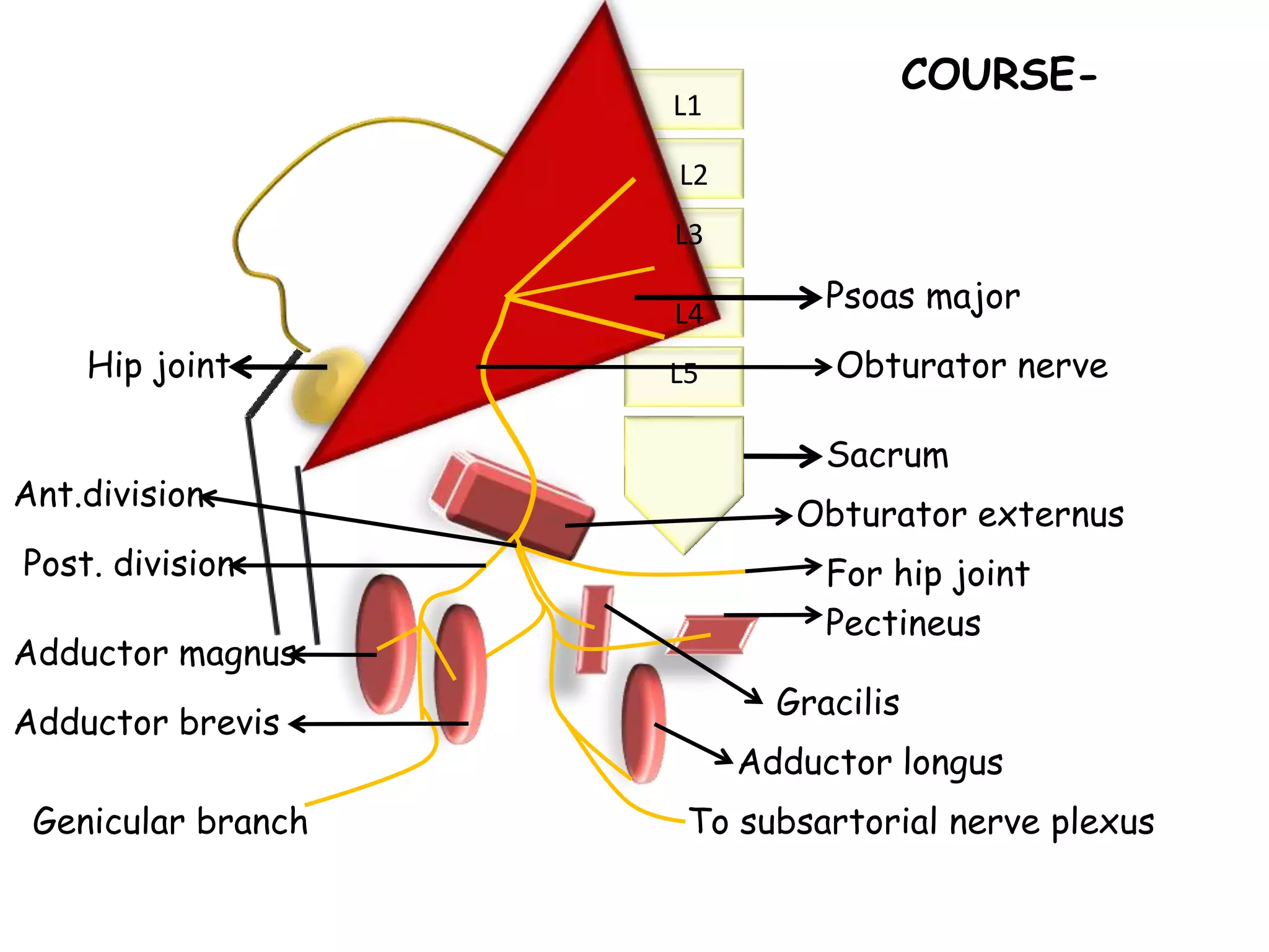 adductor canal | PPTX