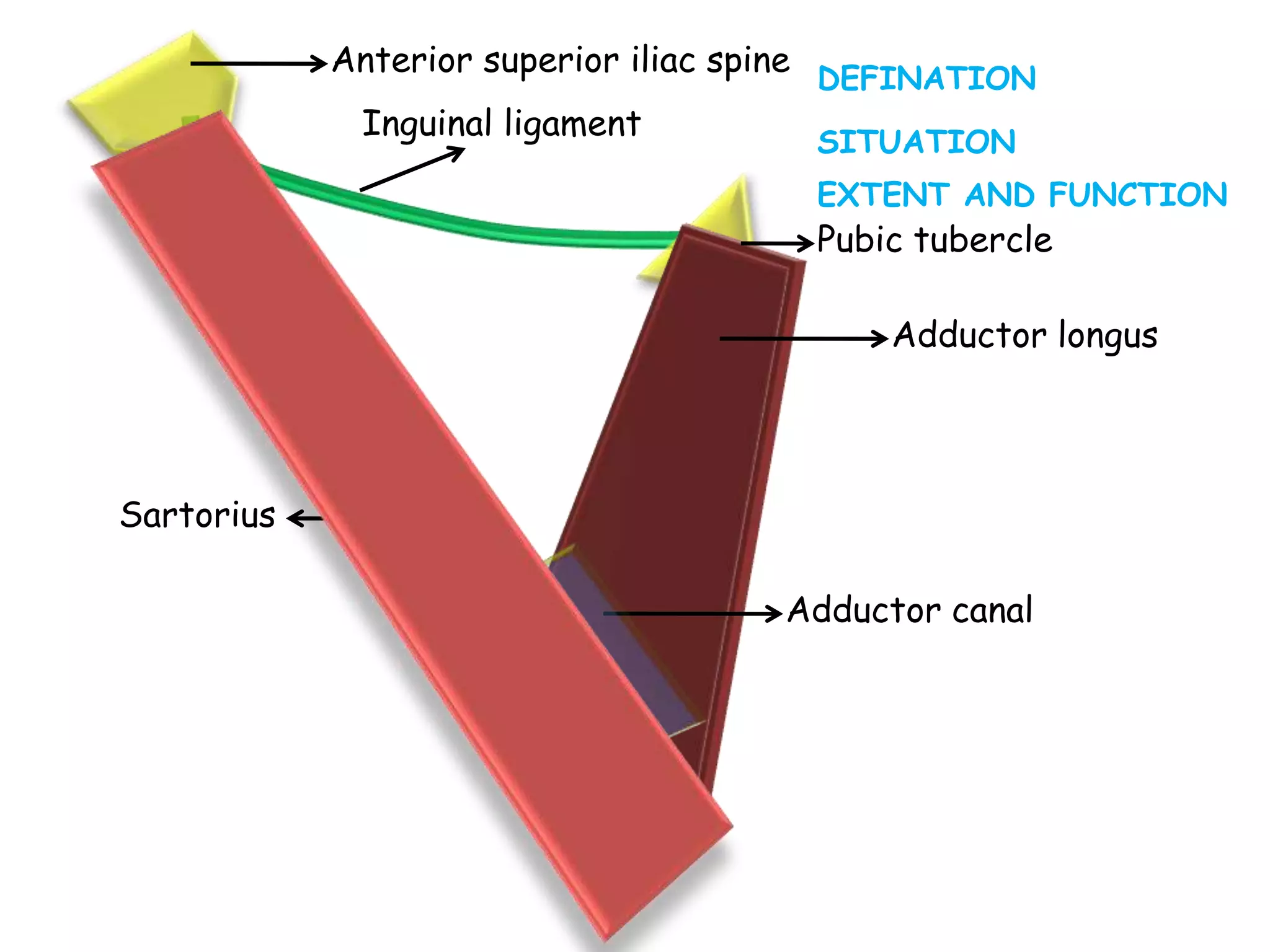 adductor canal | PPTX