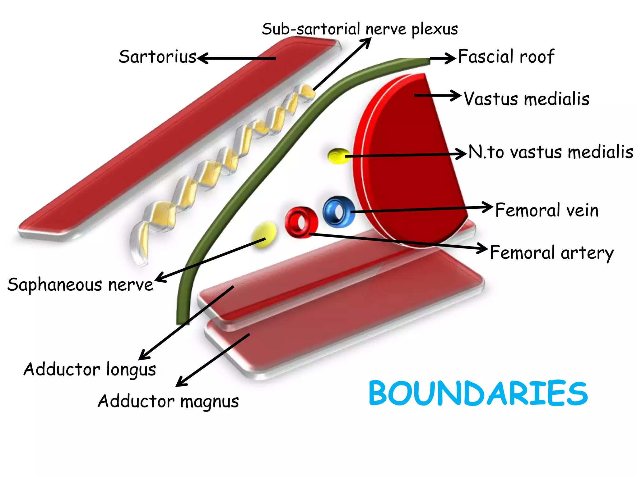 adductor canal | PPTX